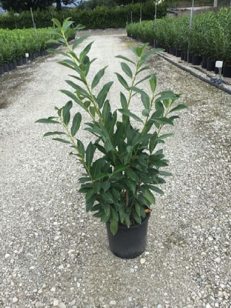 PRUNUS laurocerasus CAUCASICA (Laurier-cerise, Laurier-amande, Laurier ...