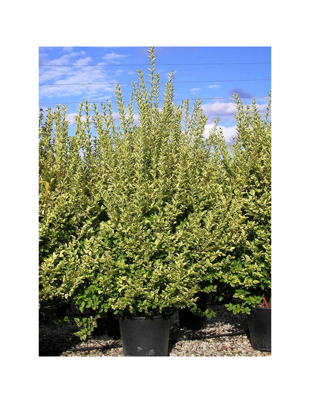 LIGUSTRUM ovalifolium AUREUM (Troène de Californie panaché doré)