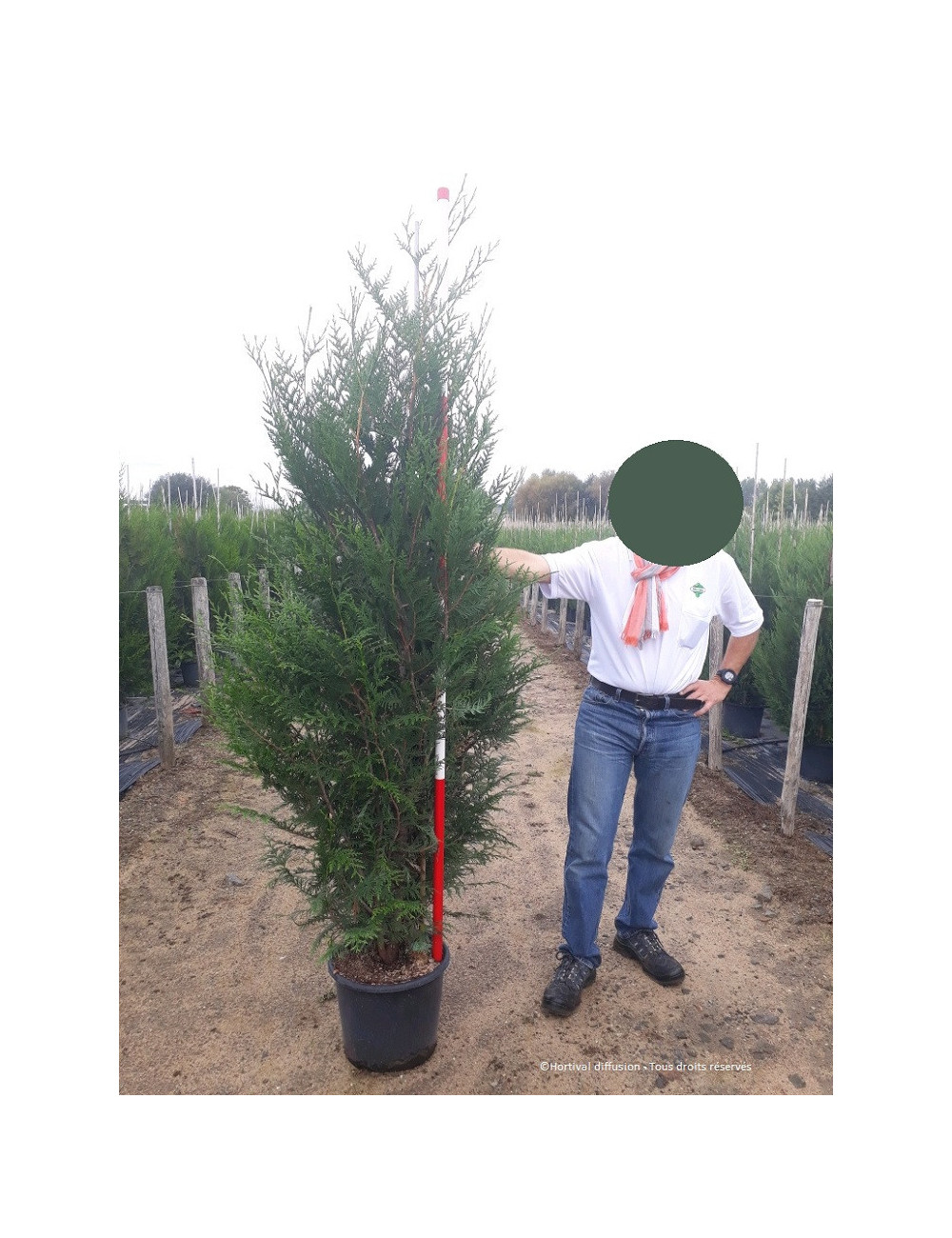 THUYA plicata ATROVIRENS