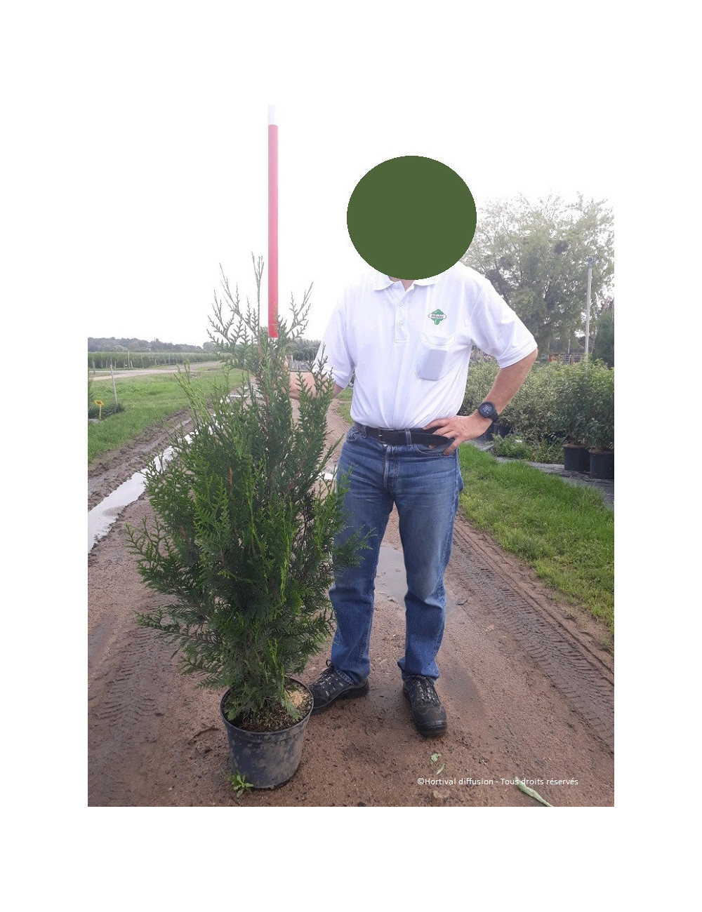 THUYA plicata ATROVIRENS