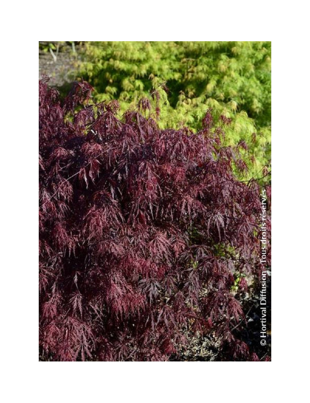 ACER palmatum DISSECTUM FIRECRACKER (Érable du Japon)