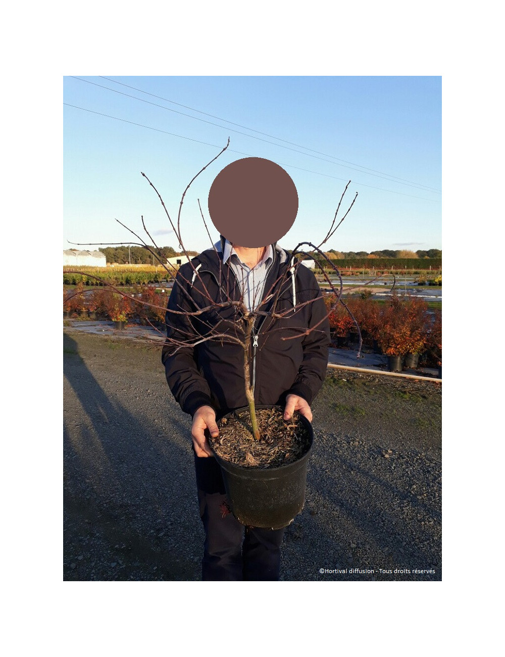 ACER palmatum DISSECTUM FIRECRACKER (Érable du Japon)