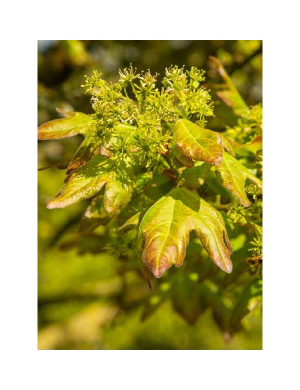 ACER campestre RED SHINE (Érable champêtre Red Shine)