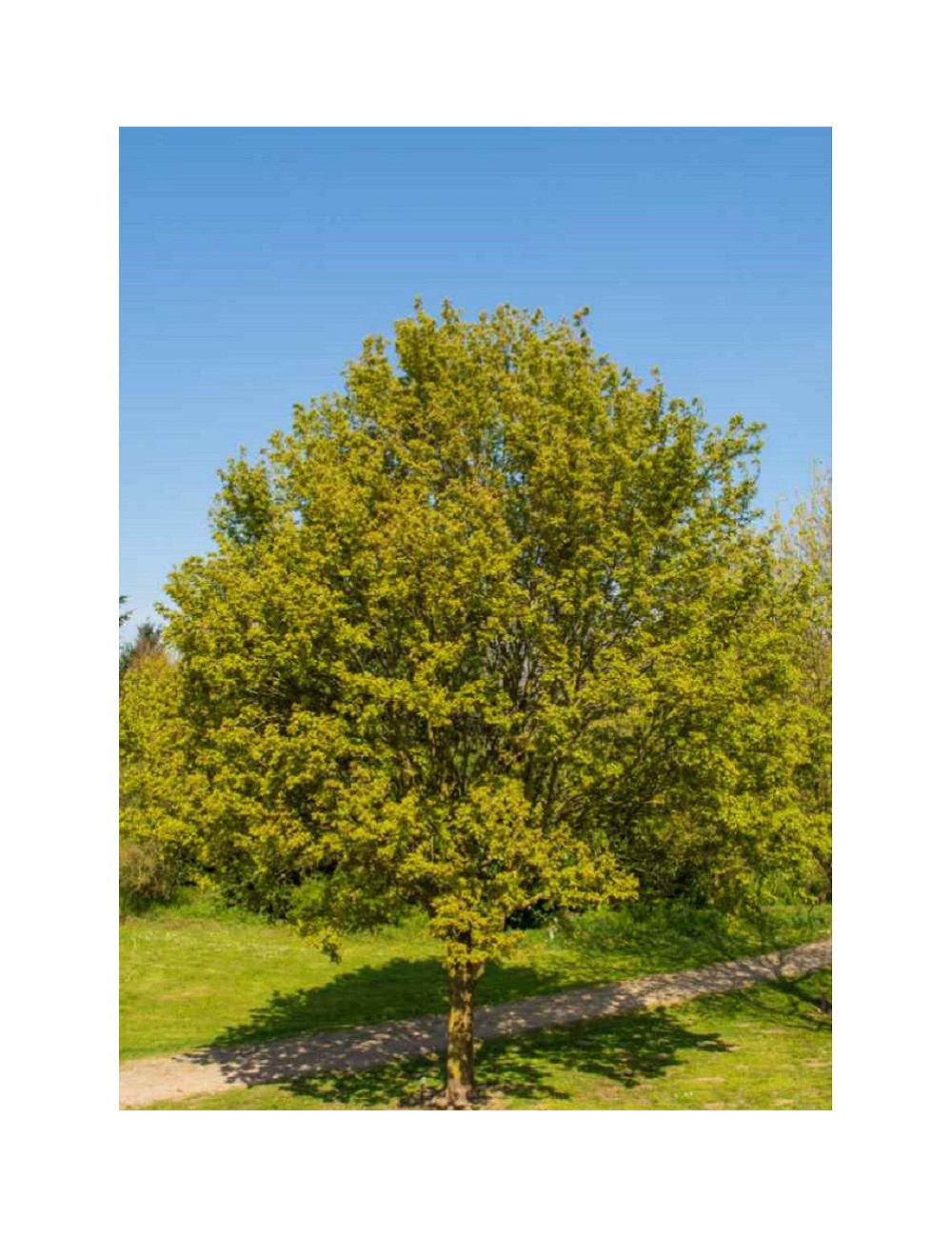 ACER campestre RED SHINE (Érable champêtre Red Shine)