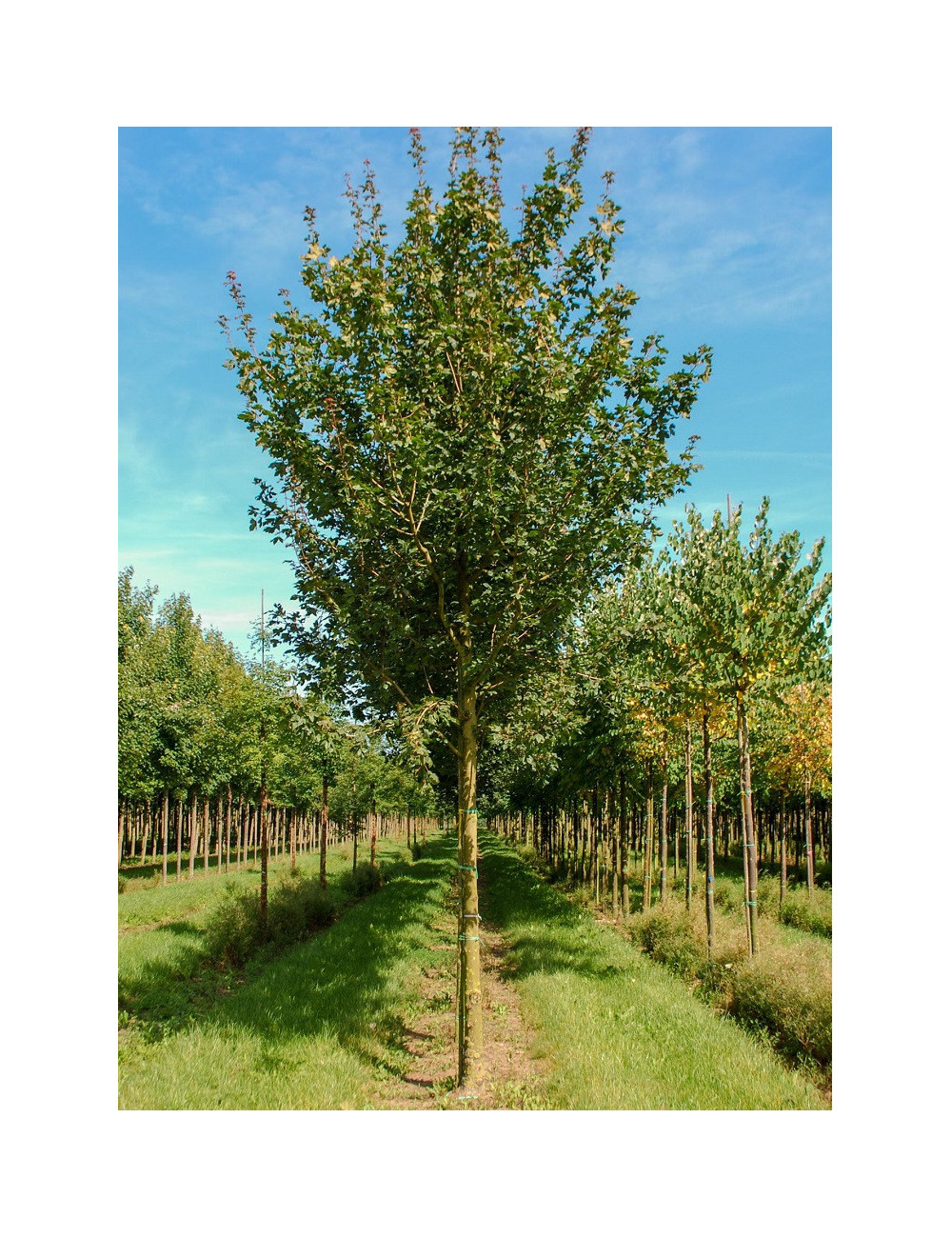 ACER campestre RED SHINE (Érable champêtre Red Shine)