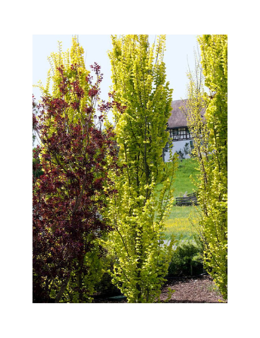 ULMUS hollandica WREDEI (Orme doré)