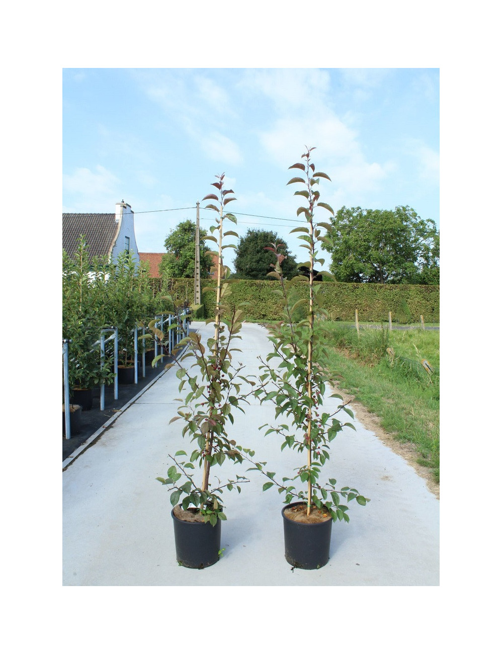 MALUS INDIAN MAGIC (Pommier d'ornement)