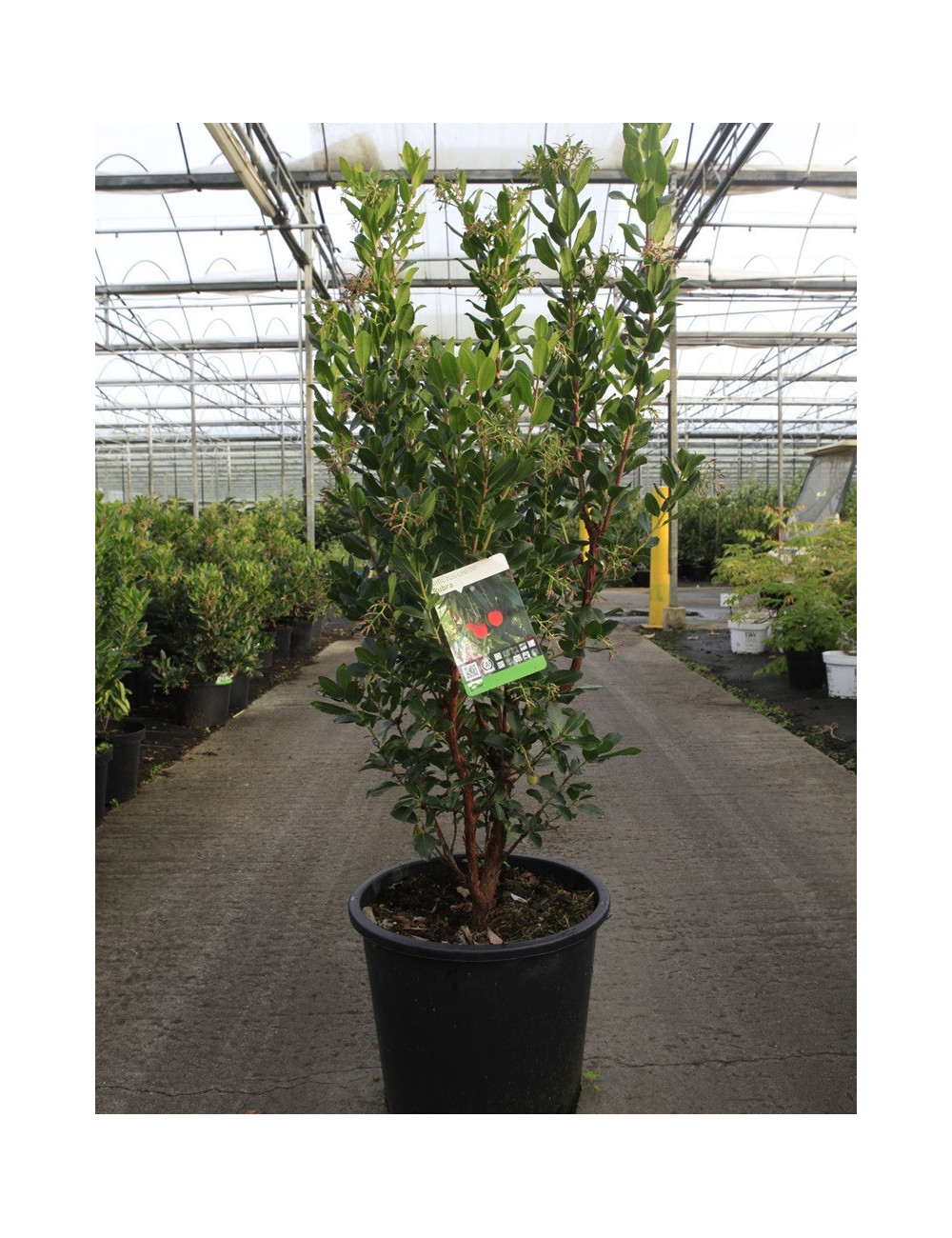 ARBUTUS unedo RUBRA (Arbousier, arbre aux fraises)