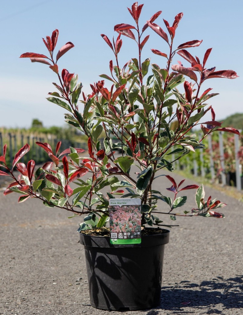 PHOTINIA fraseri PINK MARBLE® (Photinia Pink Marble)