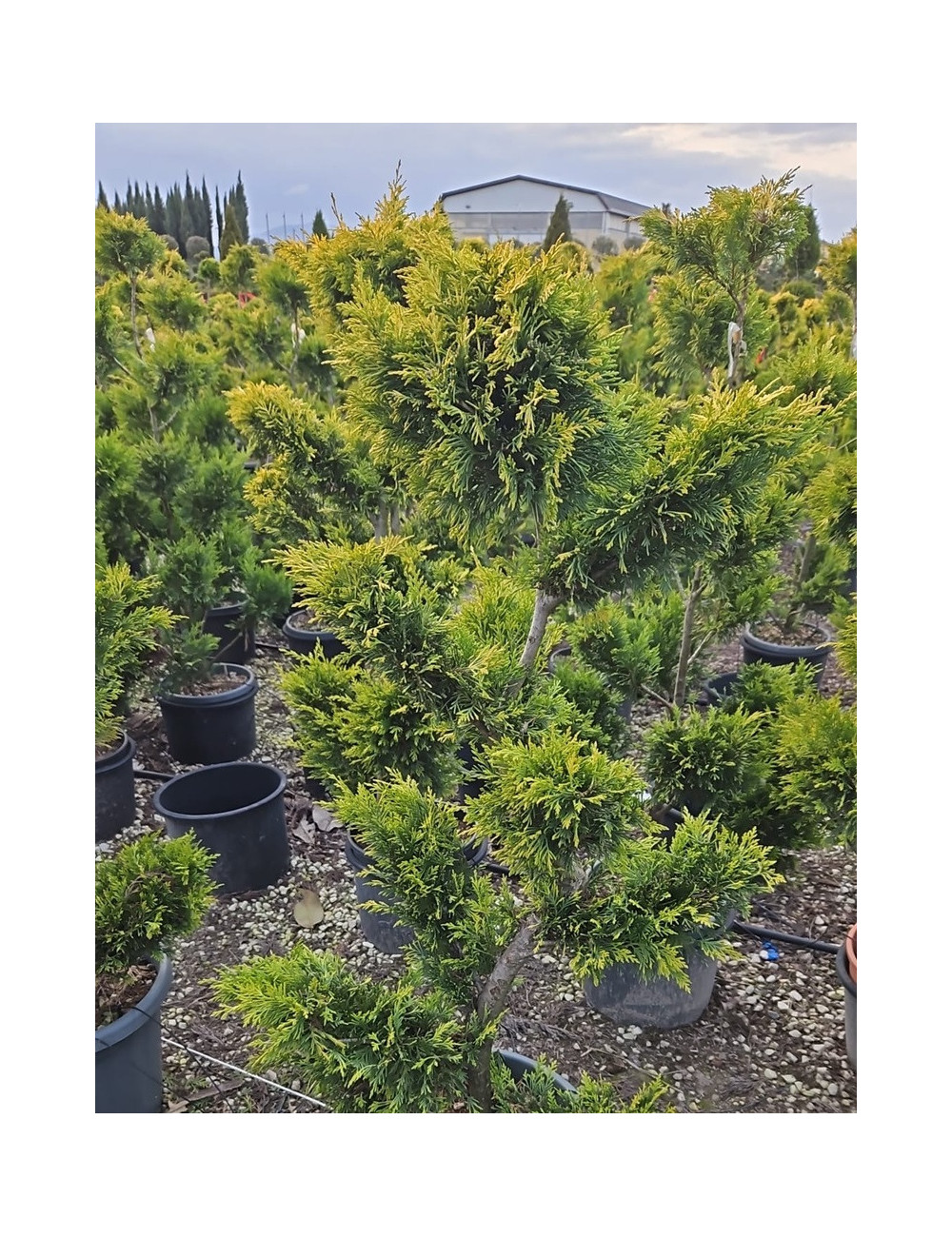 Bonsaï de jardin - CUPRESSOCYPARIS leylandii Gold Rider (Cyprès de ...