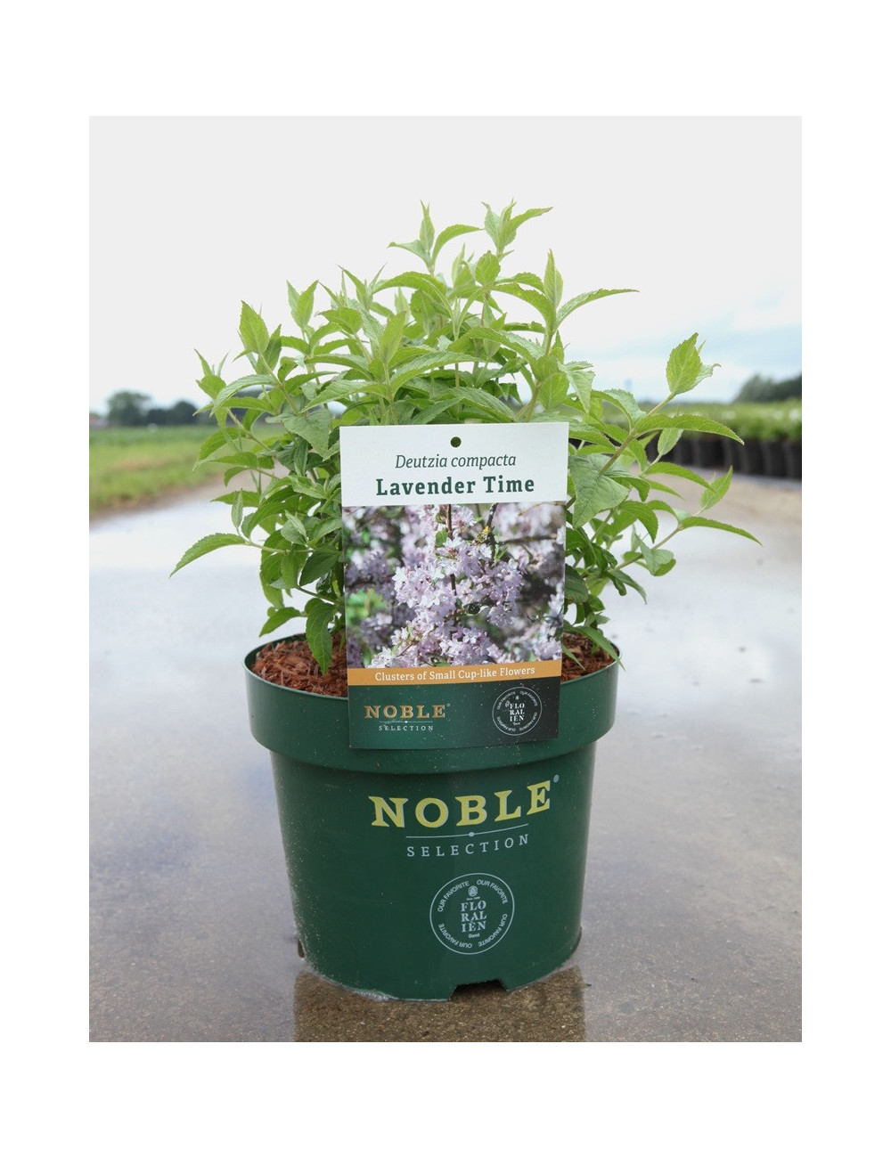 DEUTZIA compacta LAVENDER TIME (Deutzia)