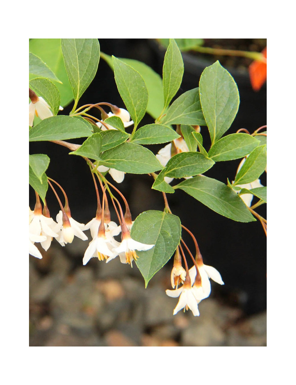 STYRAX japonicus (Styrax du Japon)