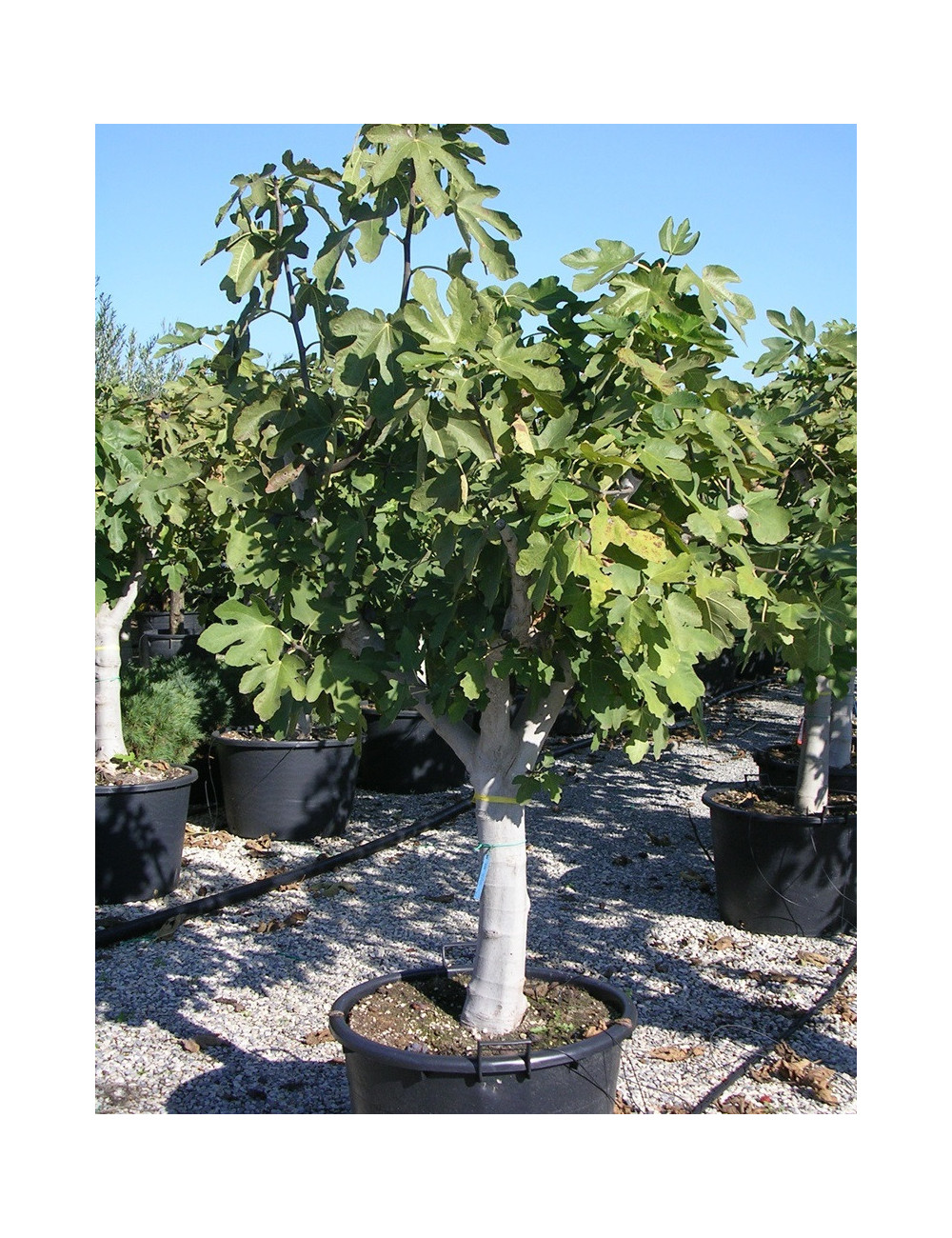 FIGUIER MADELEINE DES DEUX SAISONS (Ficus carica)