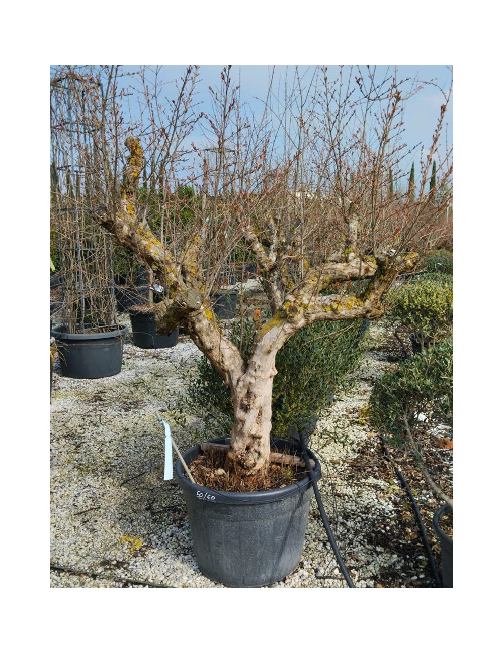 PUNICA granatum (Grenadier à fruits)