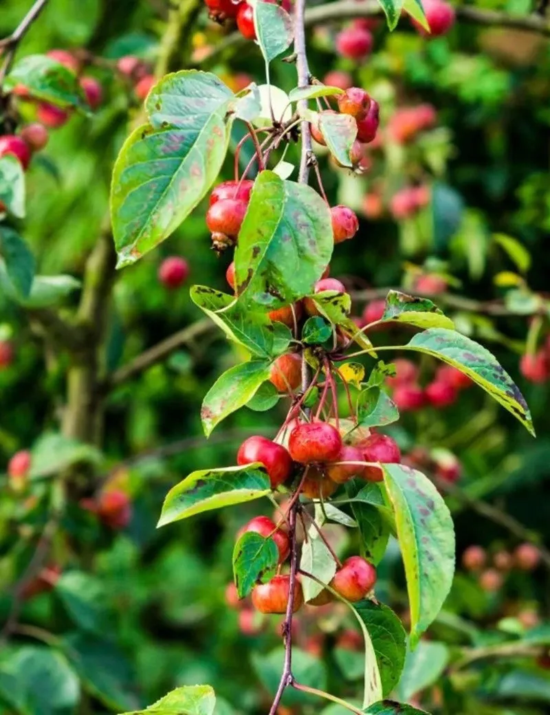 MALUS toringo TINA (Pommier d'ornement)