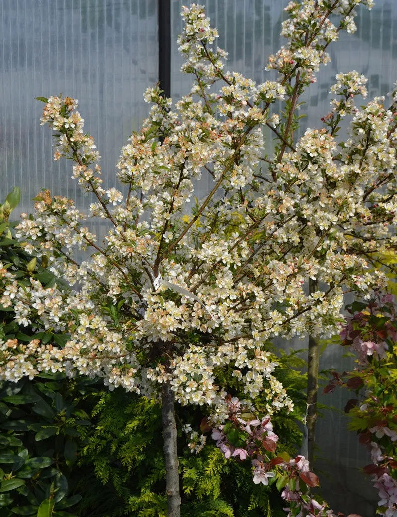MALUS toringo TINA (Pommier d'ornement)