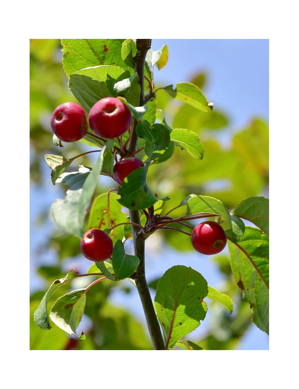 MALUS MOKUM (Pommier d'ornement)