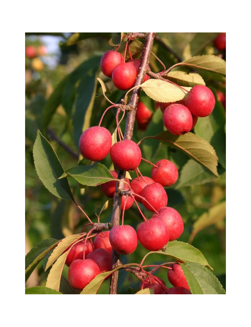 MALUS PROFUSION (Pommier d'ornement)