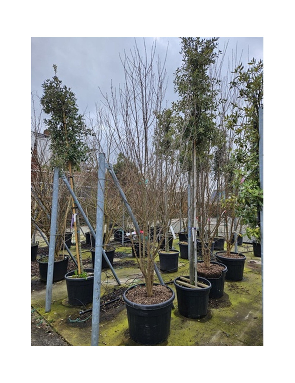 ACER buergerianum (Érable de buerger, érable à écorce de dragon, érable ...