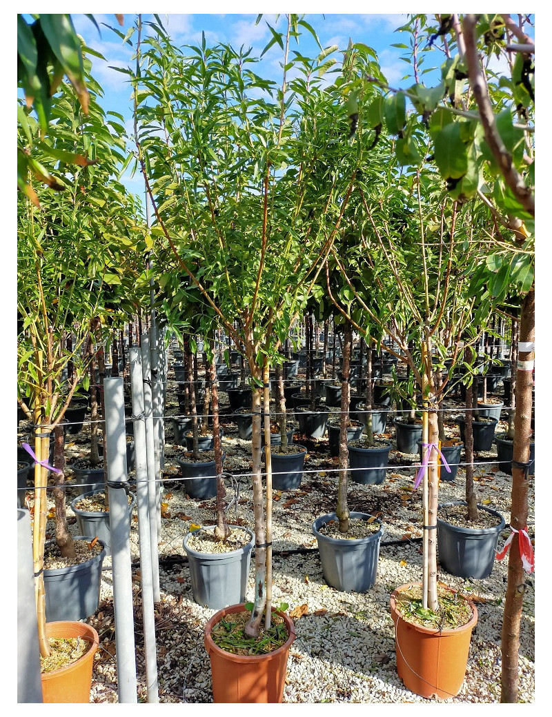AMANDIER PRINCESSE (Prunus dulcis)