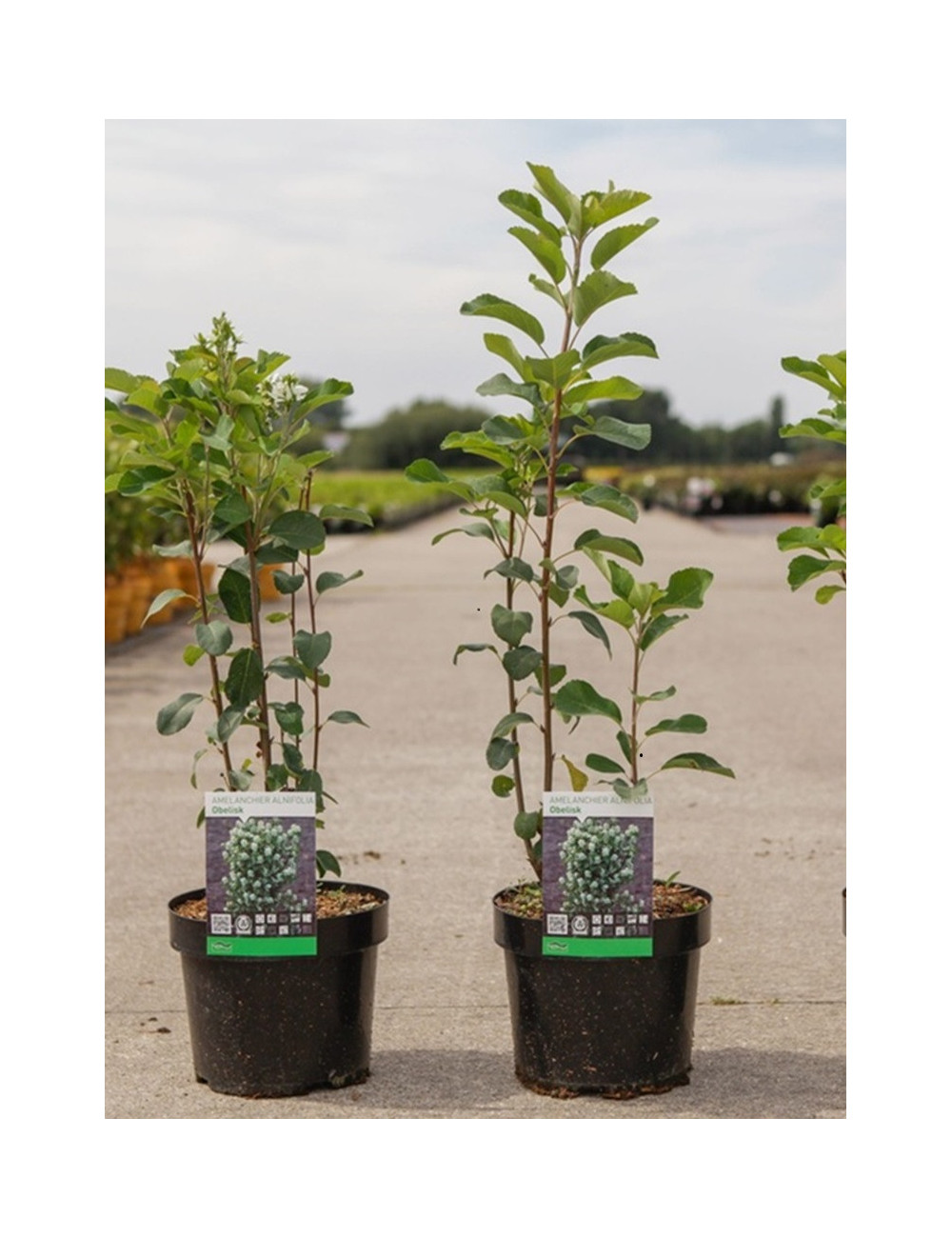AMELANCHIER alnifolia OBELISK (Amélanchier à feuilles d'aulne Obelisk)
