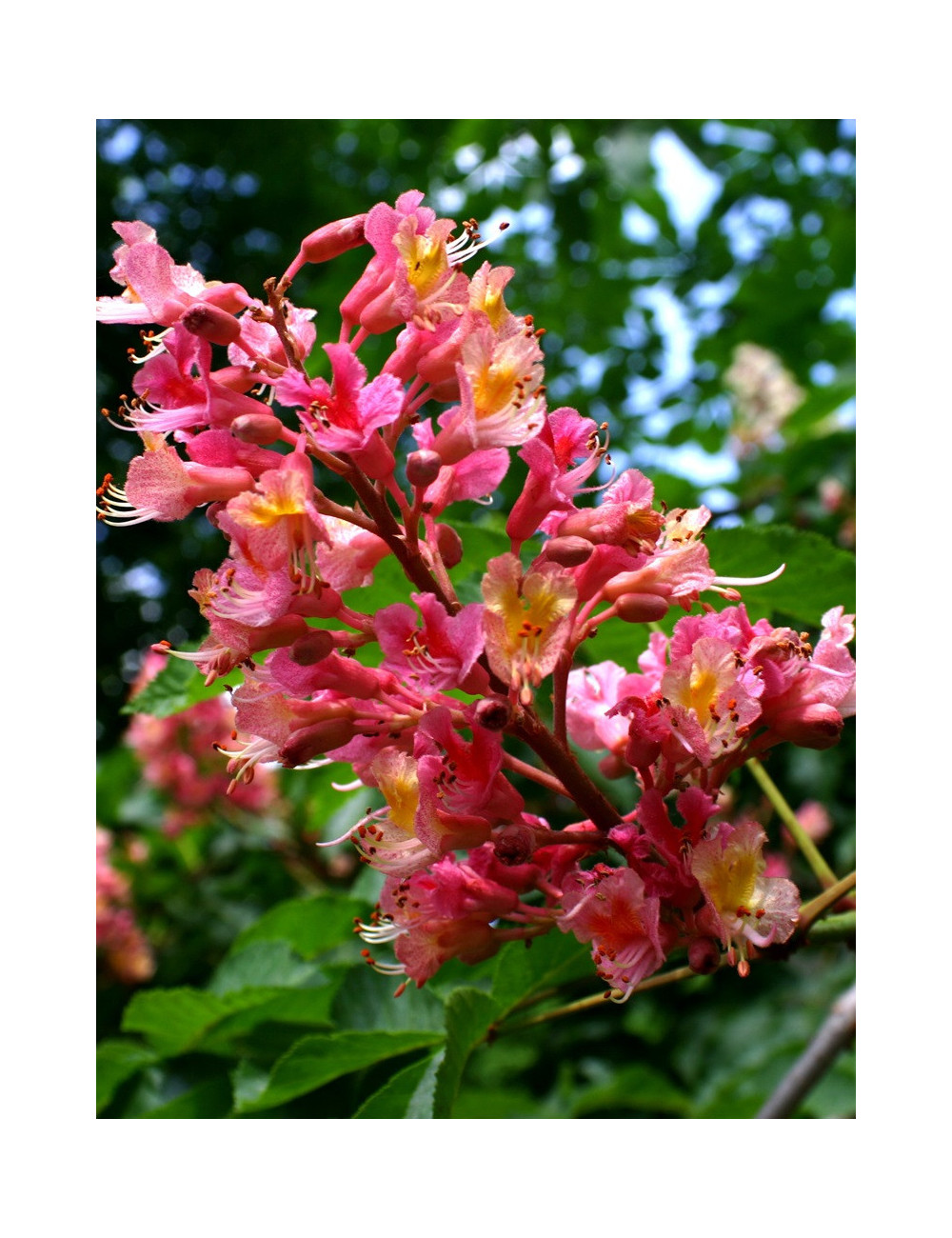 AESCULUS carnea BRIOTII (Marronnier rouge)