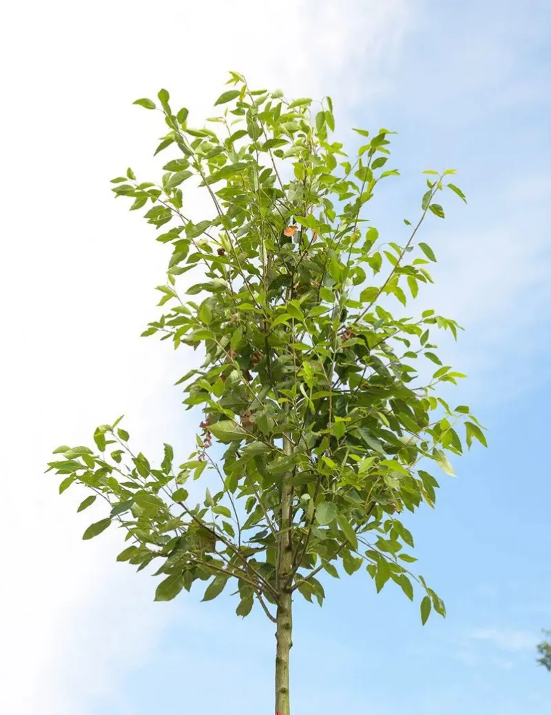 AMELANCHIER arborea ROBIN HILL (Amélanchier d'Amérique ROBIN HILL)