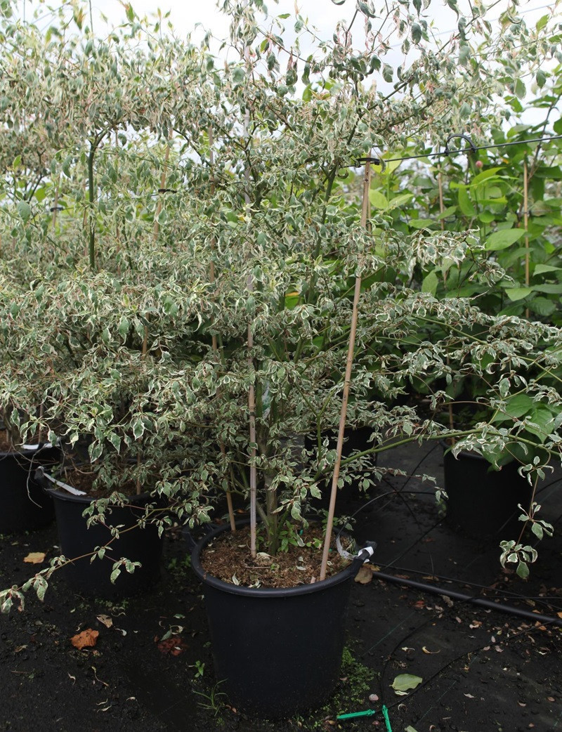 CORNUS alternifolia ARGENTEA (Cornouiller panaché à feuilles alternes)
