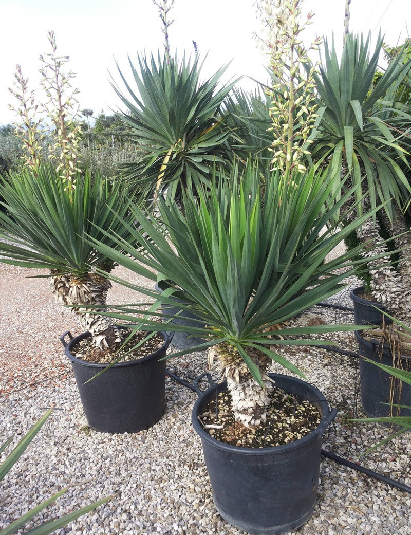 YUCCA gloriosa (Dague espagnole, Yucca superbe, Yucca glorieux)