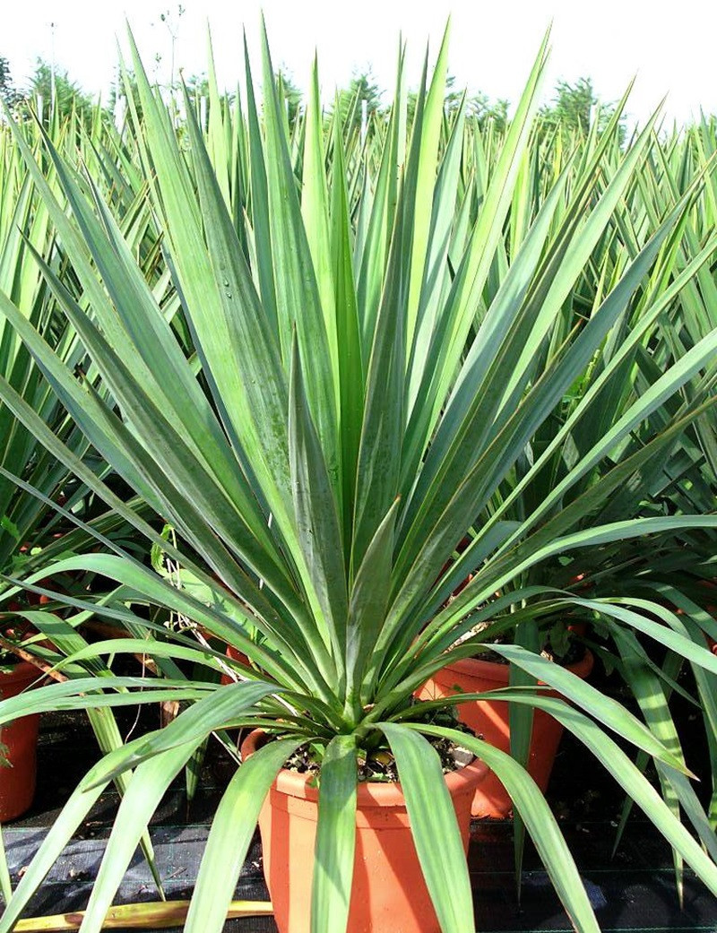 YUCCA gloriosa (Dague espagnole, Yucca superbe, Yucca glorieux)