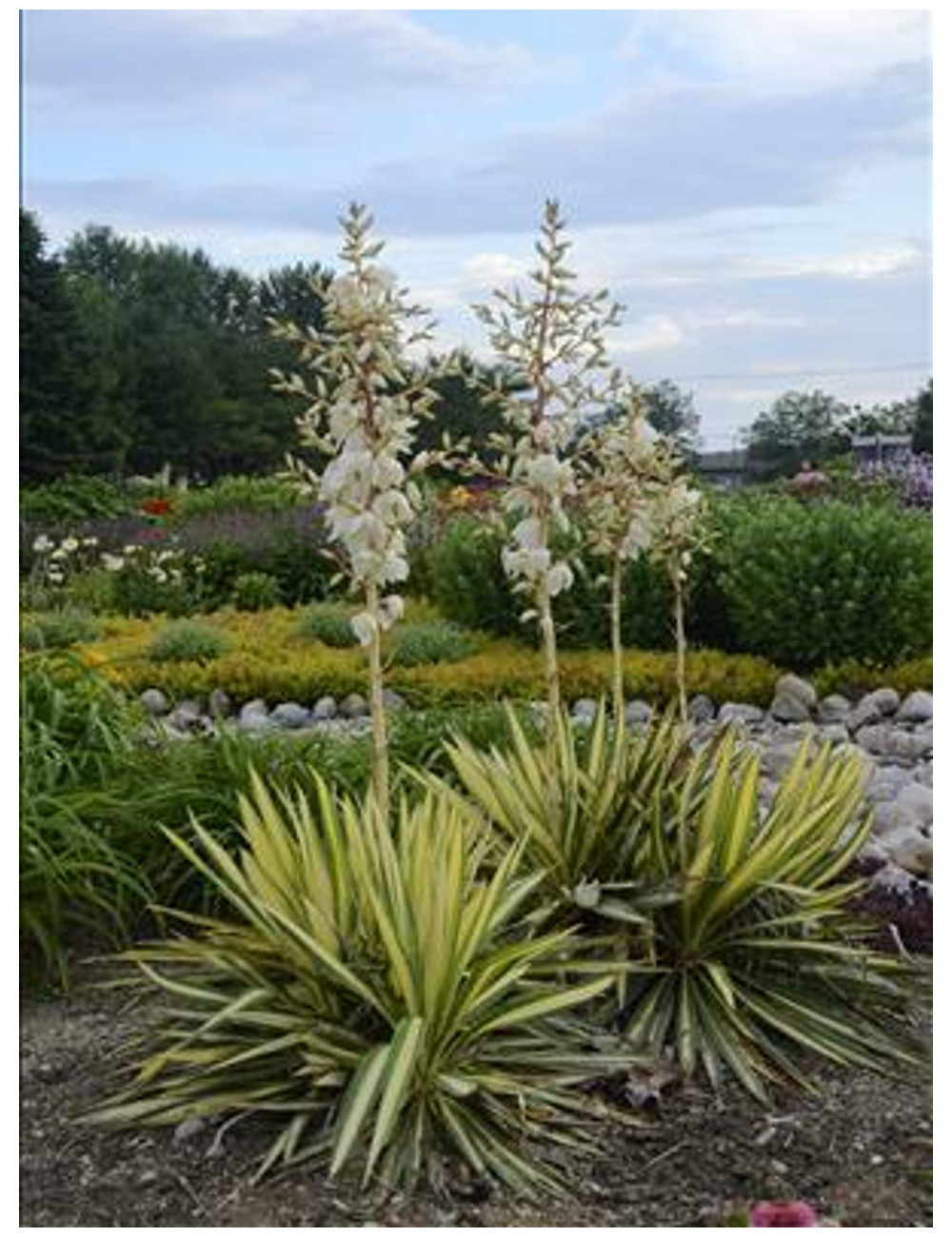 YUCCA filamentosa COLOR GUARD (Yucca filamenteux)