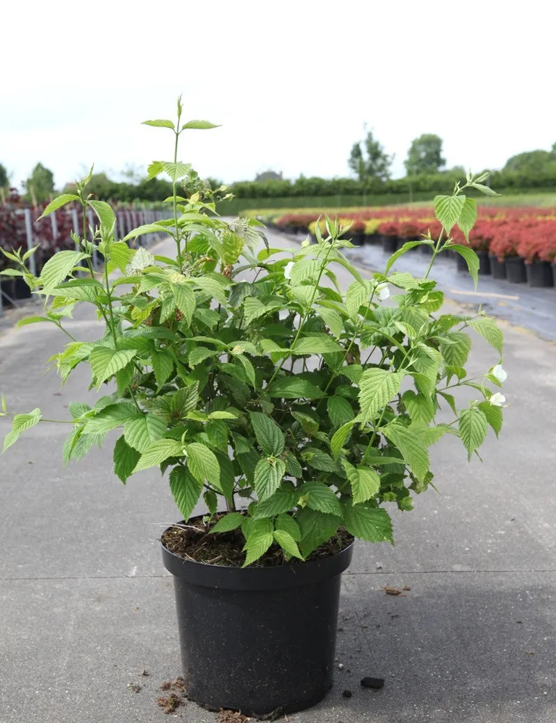 RHODOTYPOS scandens (Corchorus scandens)