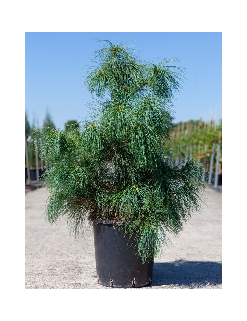 PINUS griffithii (Pin de l'Himalaya)