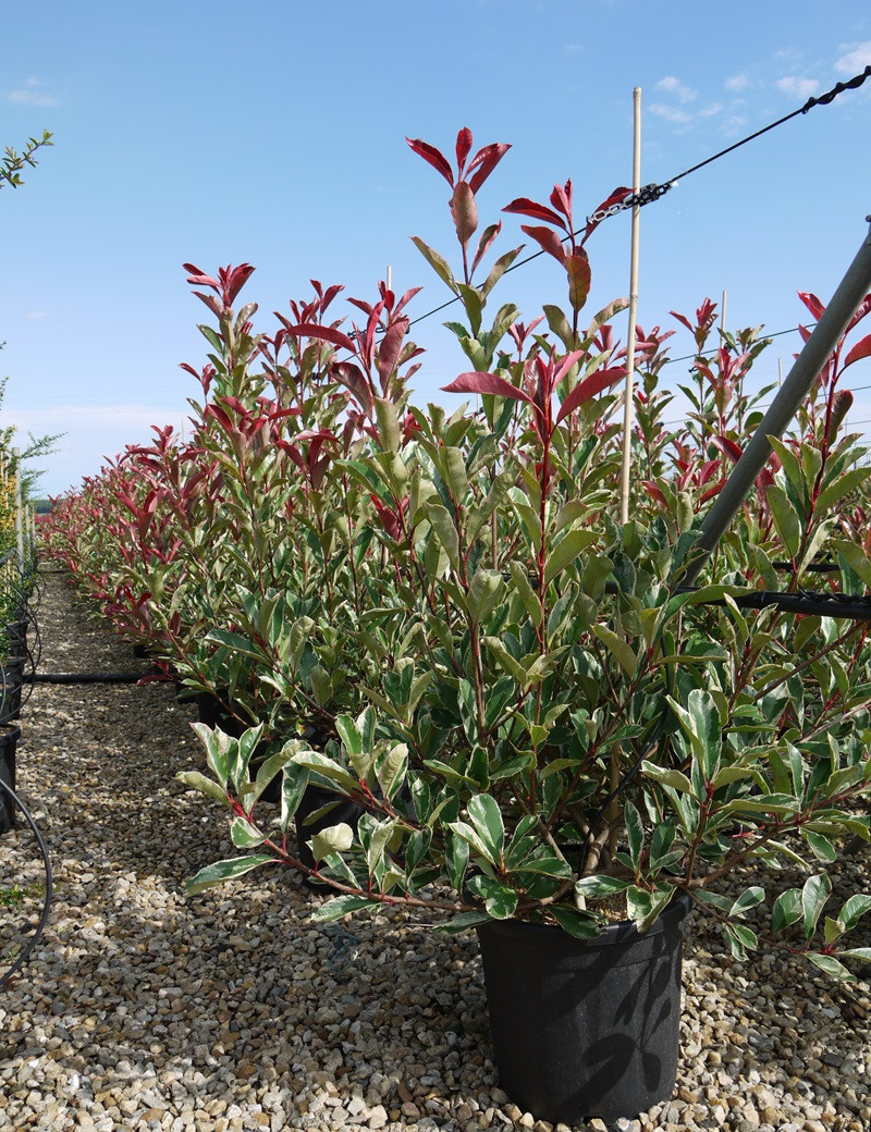 PHOTINIA fraseri PINK MARBLE® (Photinia Pink Marble)