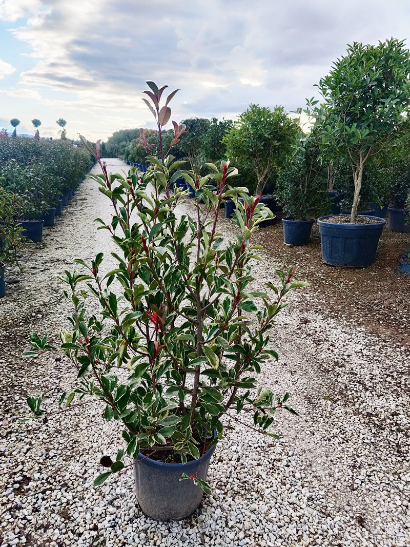 PHOTINIA fraseri PINK MARBLE® (Photinia Pink Marble)