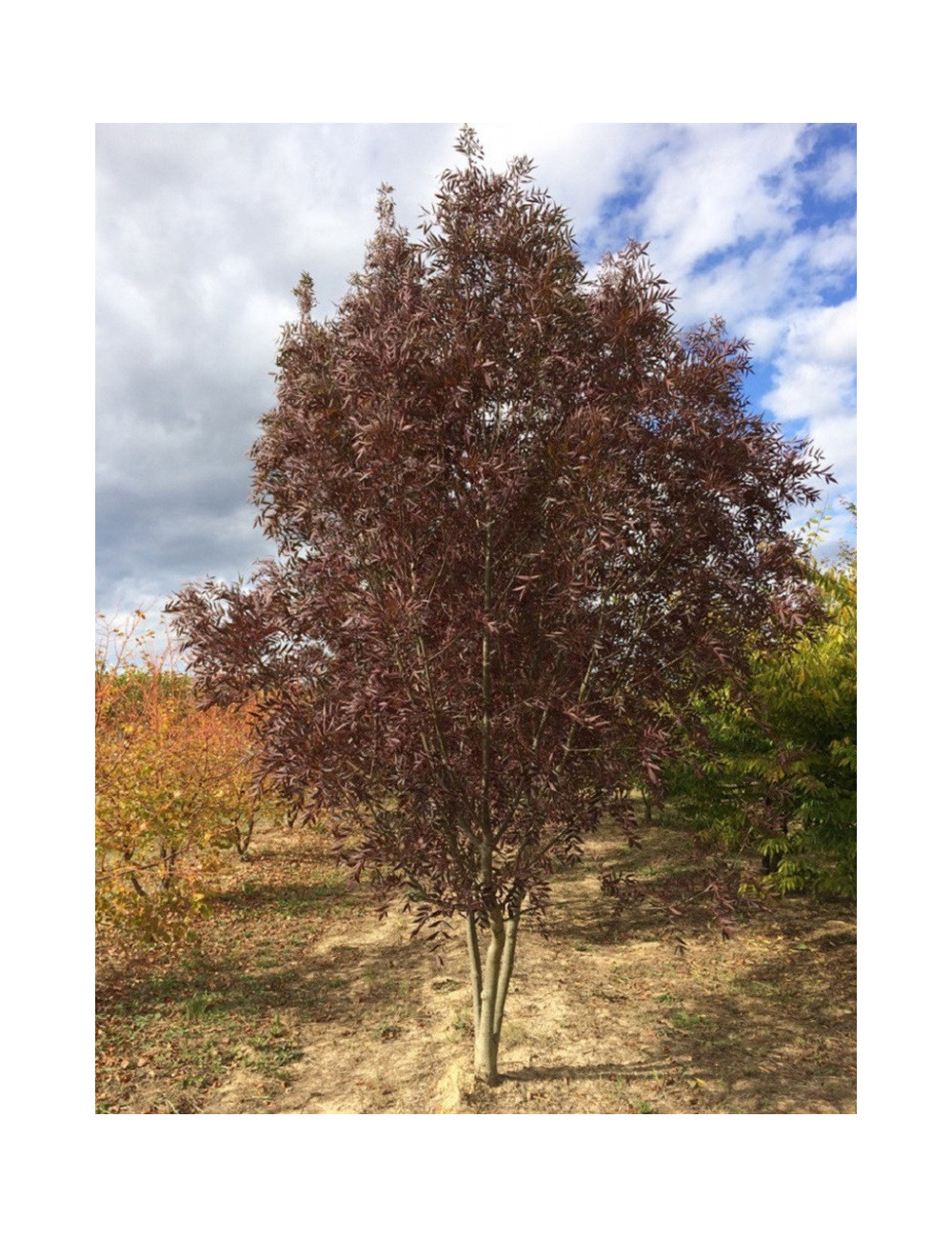 FRAXINUS angustifolia RAYWOOD (Frêne d'Australie Raywood)