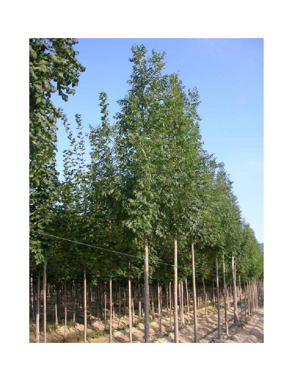 FRAXINUS angustifolia RAYWOOD (Frêne d'Australie Raywood)