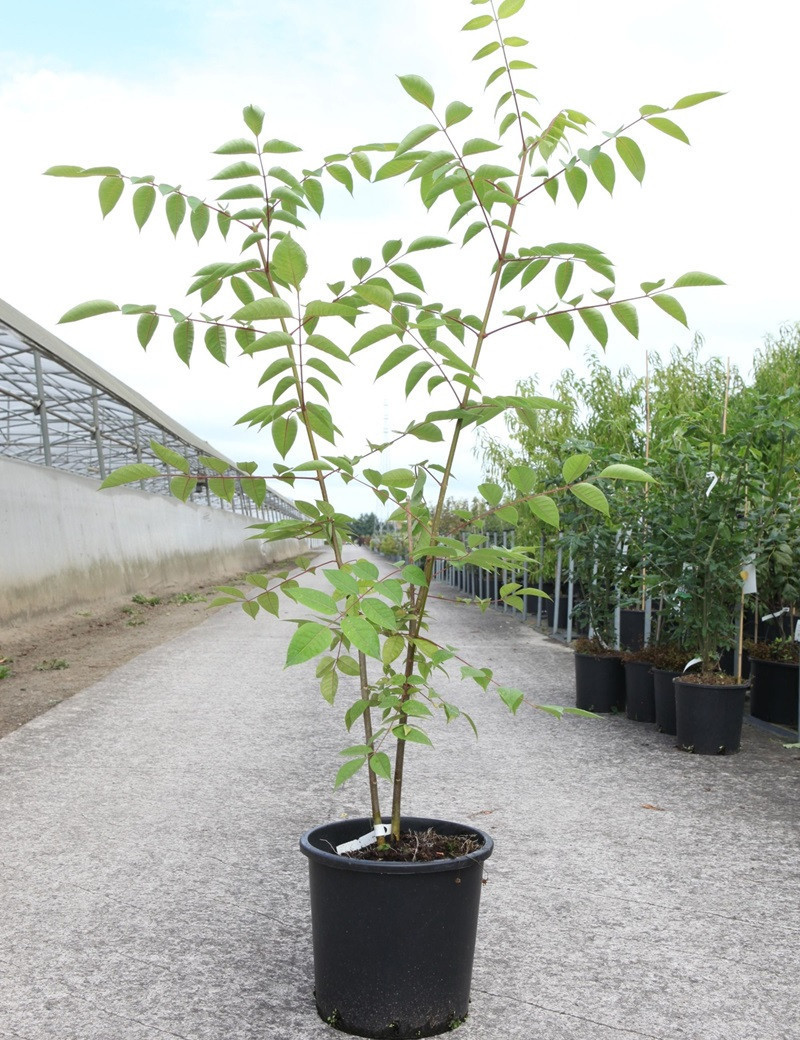 EUODIA daniellii ou Tetradium daniellii var. hupehensis (Arbre à miel)