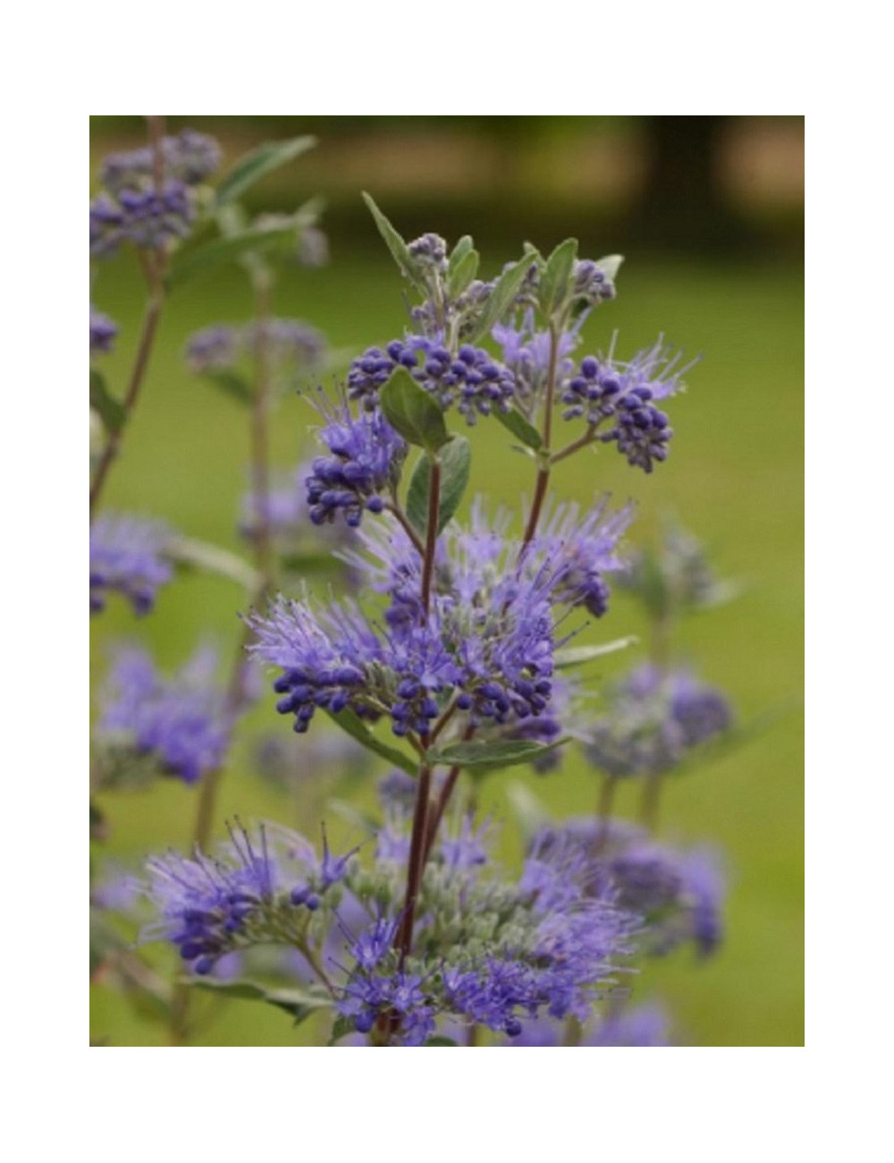 CARYOPTERIS clandonensis HEAVENLY BLUE (Barbe bleue)