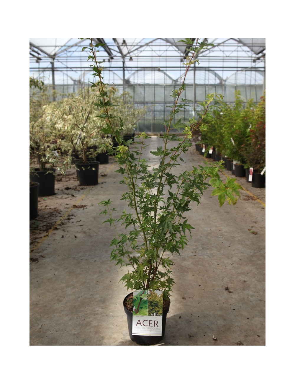 ACER palmatum SENKAKI ou SANGOKAKU (Érable du Japon)