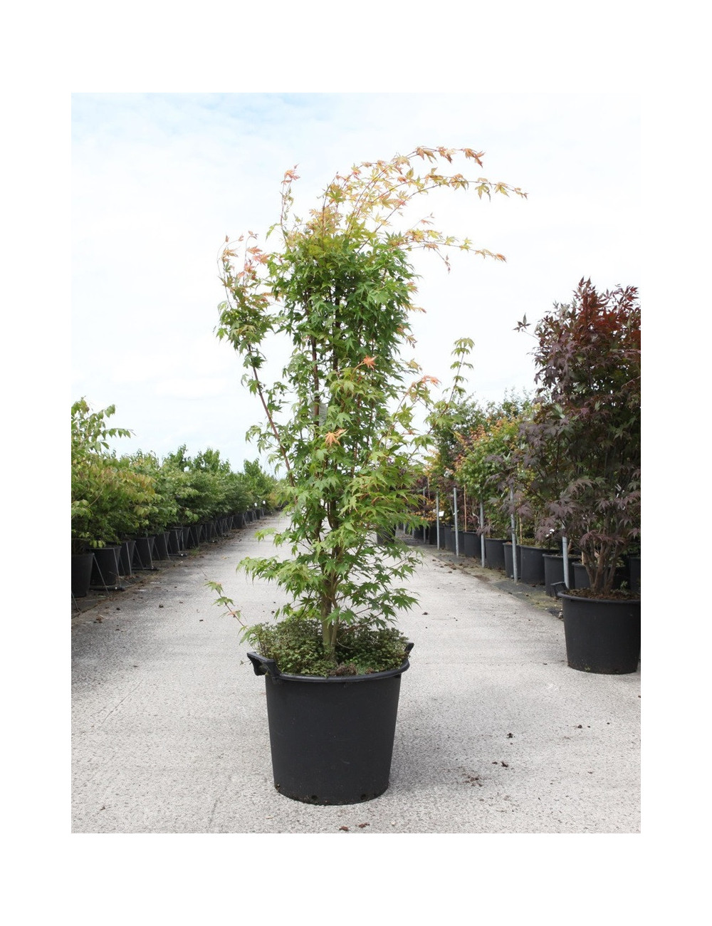 ACER palmatum SENKAKI ou SANGOKAKU (Érable du Japon)