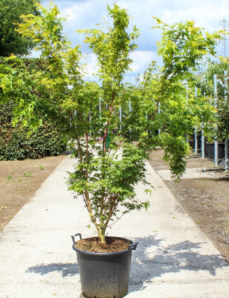 ACER palmatum SENKAKI ou SANGOKAKU (Érable du Japon)