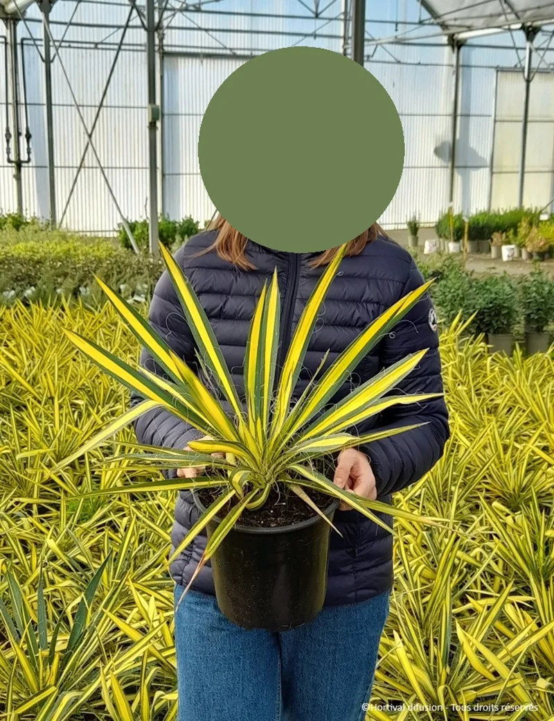 YUCCA gloriosa VARIEGATA (Dague espagnole, Yucca superbe, Yucca glorieux)