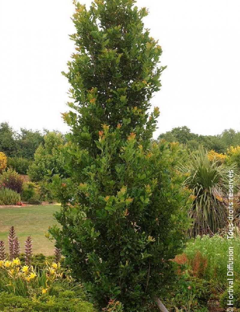 QUERCUS robur f. fastigiata KOSTER (Chêne pédonculé fastigié koster)