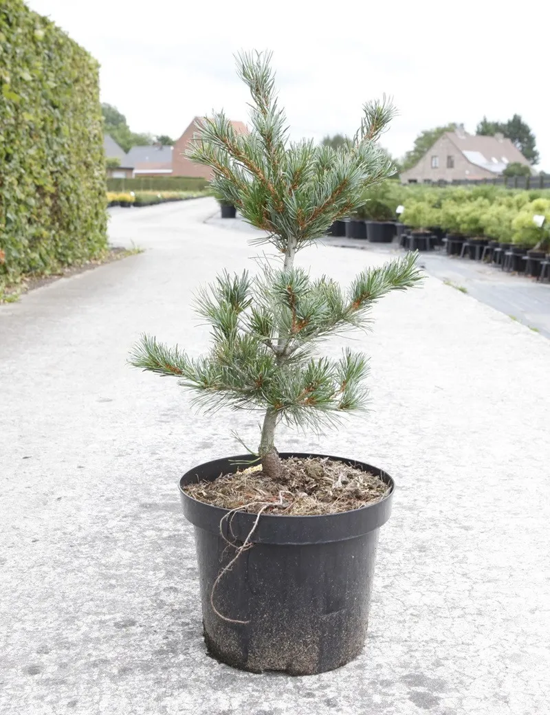 PINUS parviflora NEGISHI (Pin blanc du Japon, Pin à cinq aiguilles)