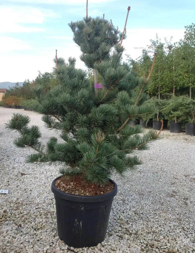 PINUS parviflora NEGISHI (Pin blanc du Japon, Pin à cinq aiguilles)