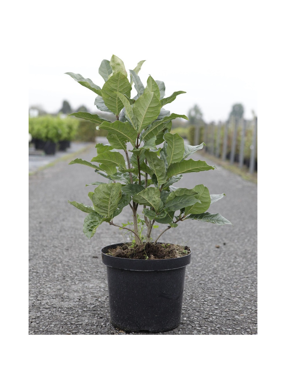 CHIONANTHUS virginicus (Arbre de neige, Chionanthe de Virginie)