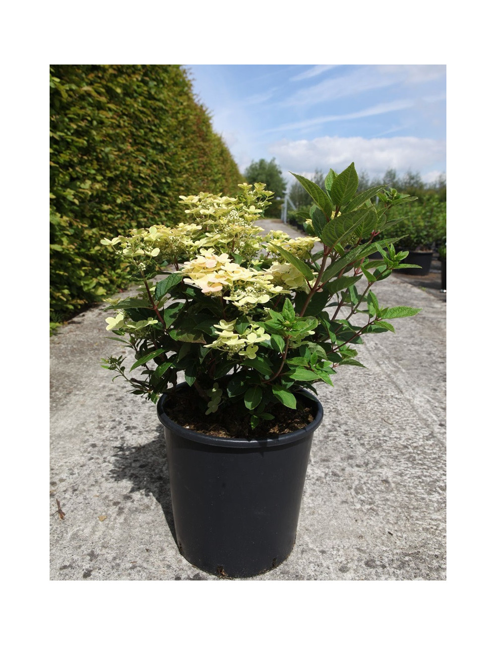 HYDRANGEA paniculata POLESTAR (Hortensia paniculé)