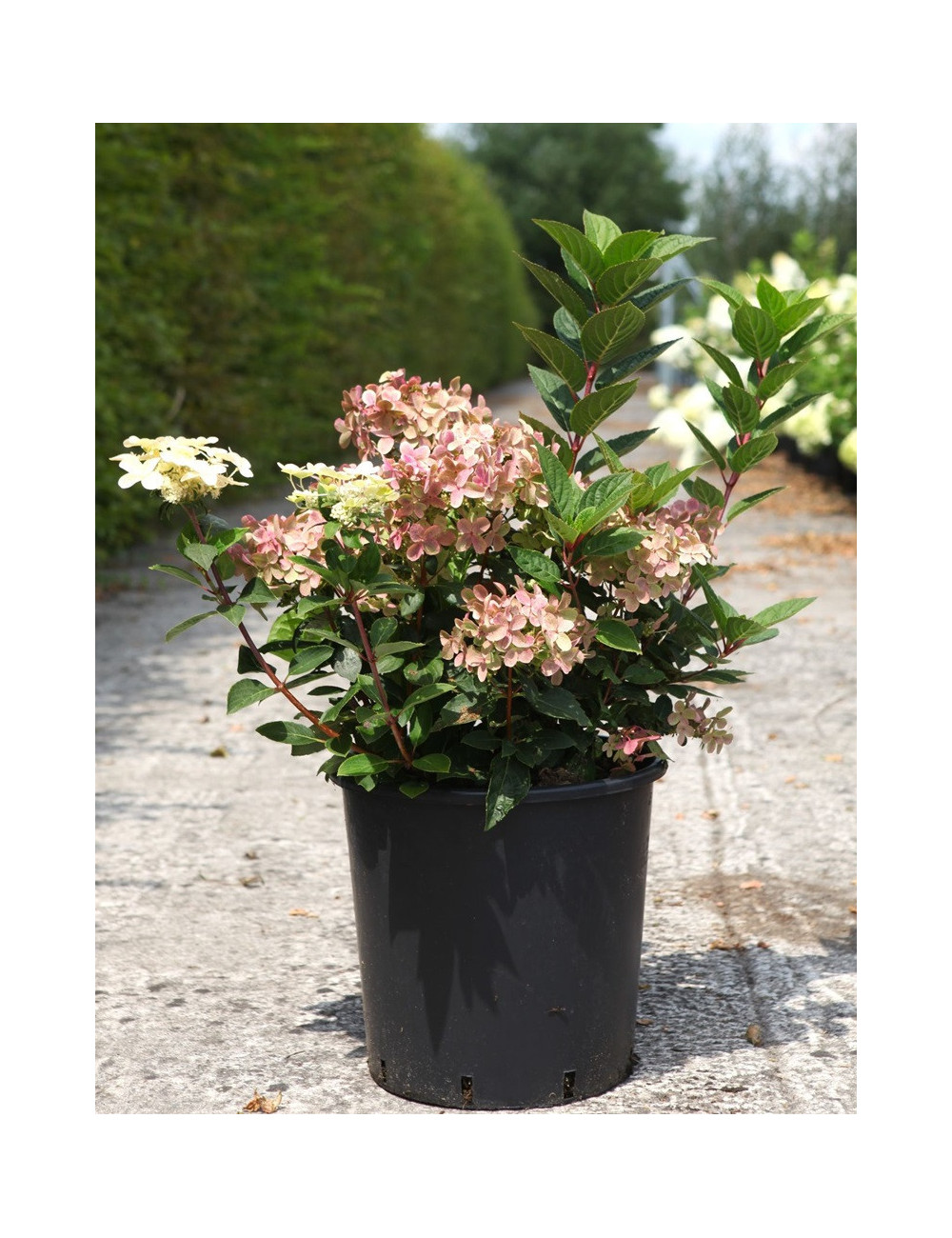 HYDRANGEA paniculata POLESTAR (Hortensia paniculé)