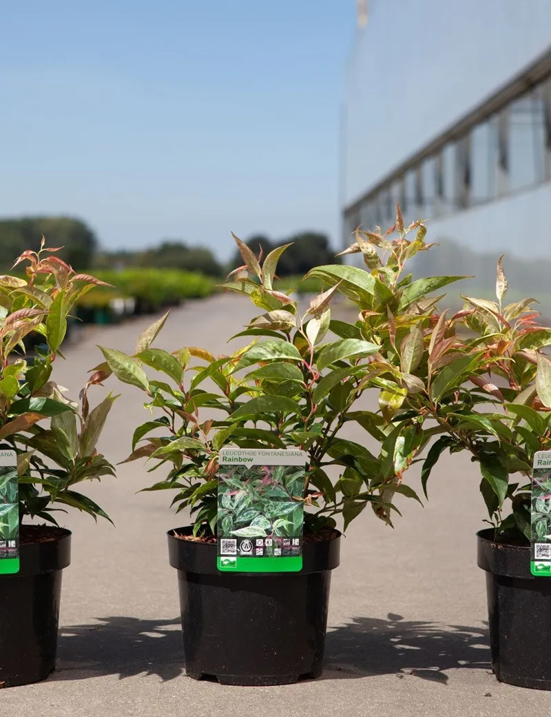 LEUCOTHOE fontanesiana RAINBOW (Leucothoé)